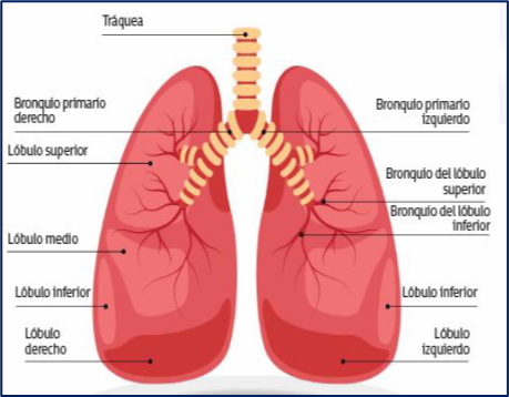 Tracto respiratorio inferior: estructura y correlación citológica